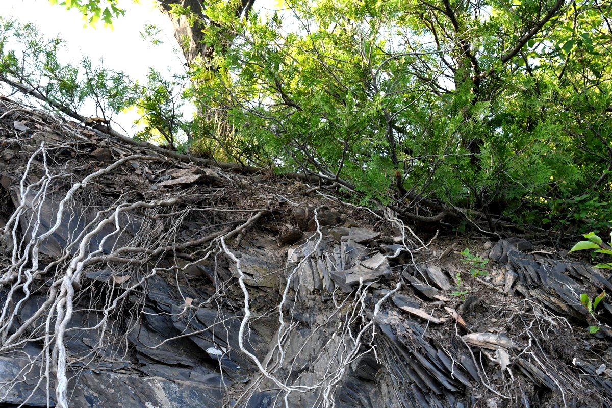 Anatomy: Roots | Crow's Path