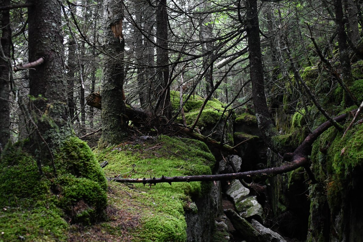 Trees of Vermont | Crow's Path