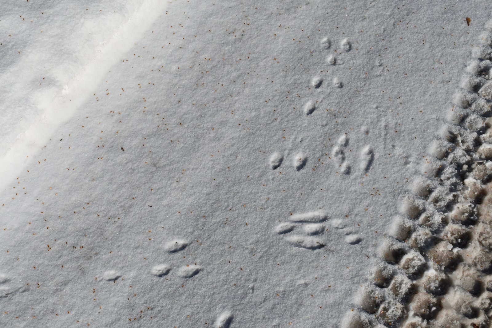 Guide to Animal Tracks | Crow's Path