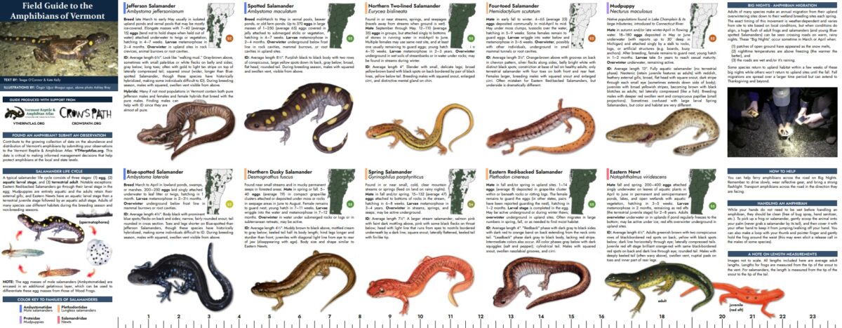 Crayfish Anatomy | Crow's Path