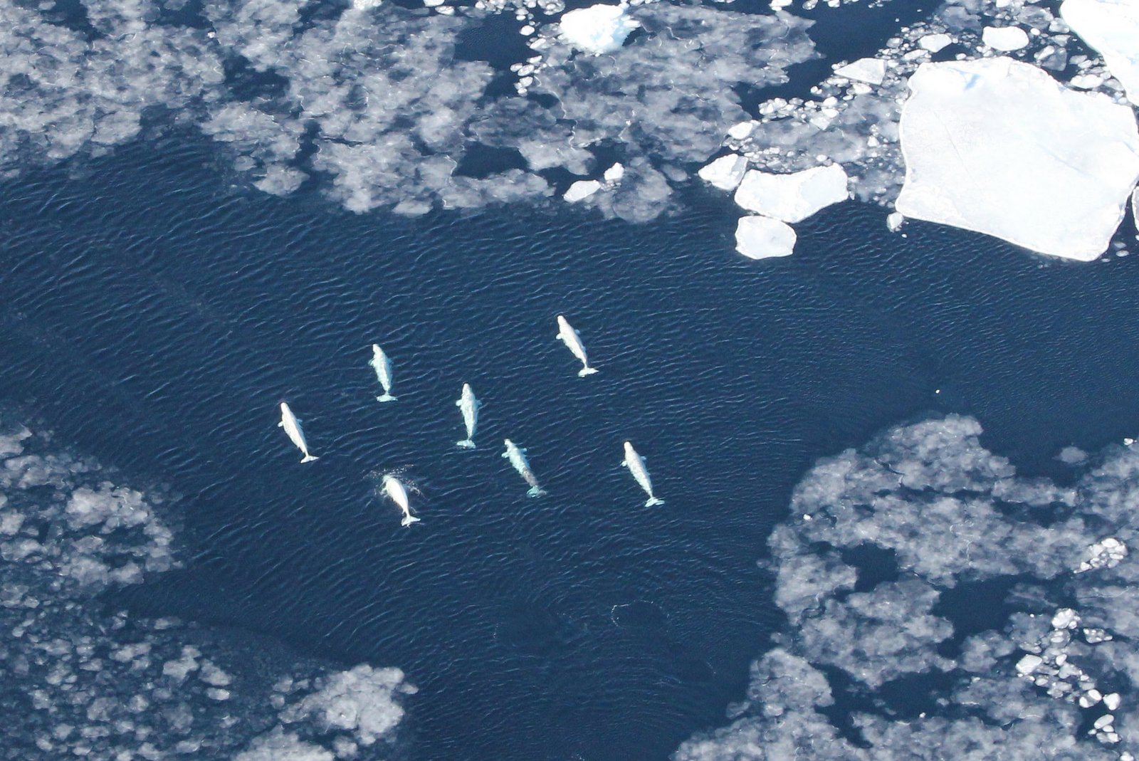 The Champlain Sea | Crow's Path