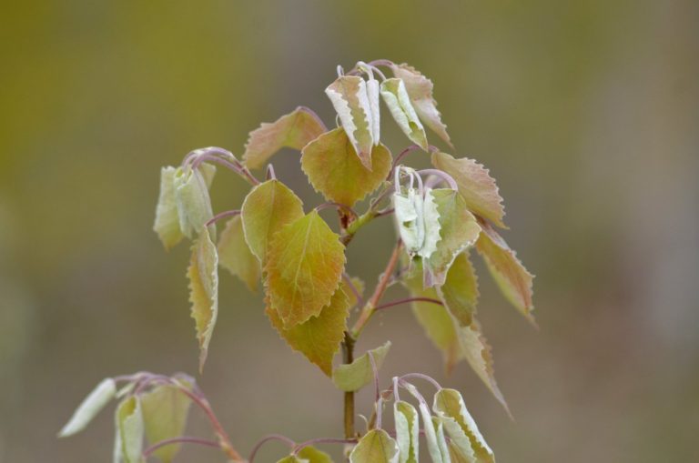 Drip Tips | Crow's Path
