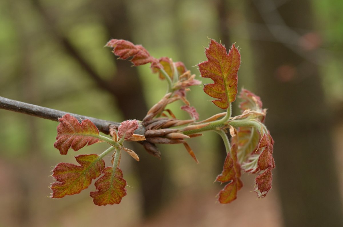Species Profiles | Crow's Path
