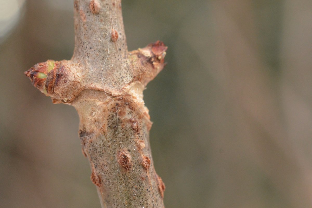 Tree Anatomy Twigs Buds Crow s Path