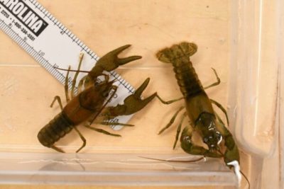 Crayfish Anatomy | Crow's Path