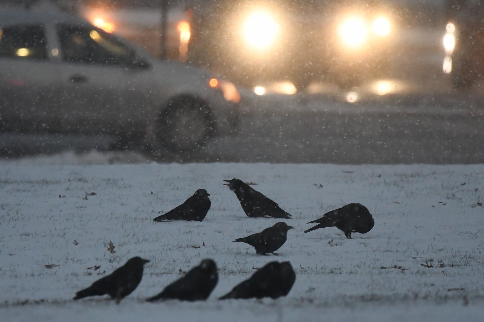 The Wild Burlington Newsletter | Crow's Path