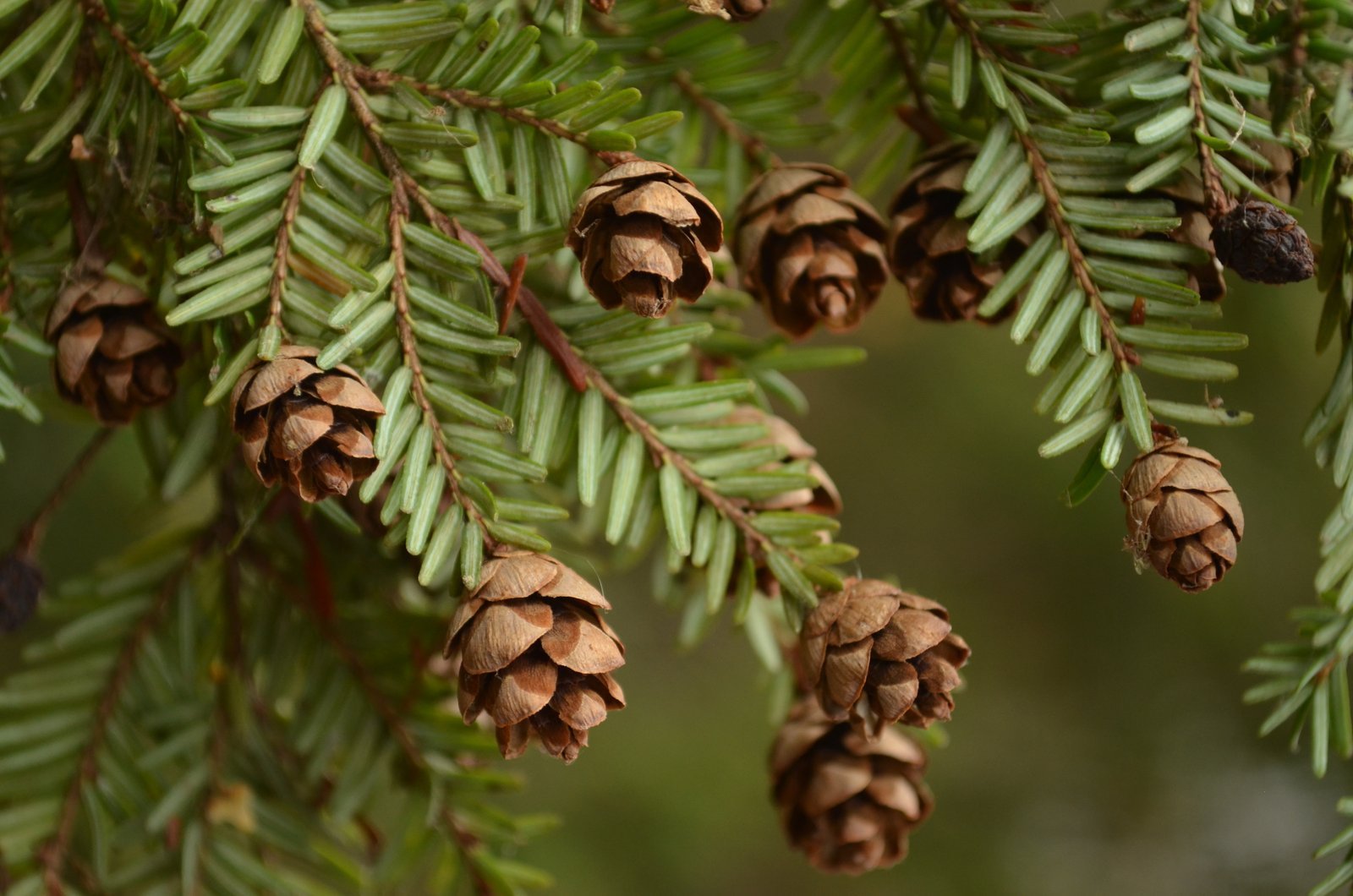 The Land | Crow's Path