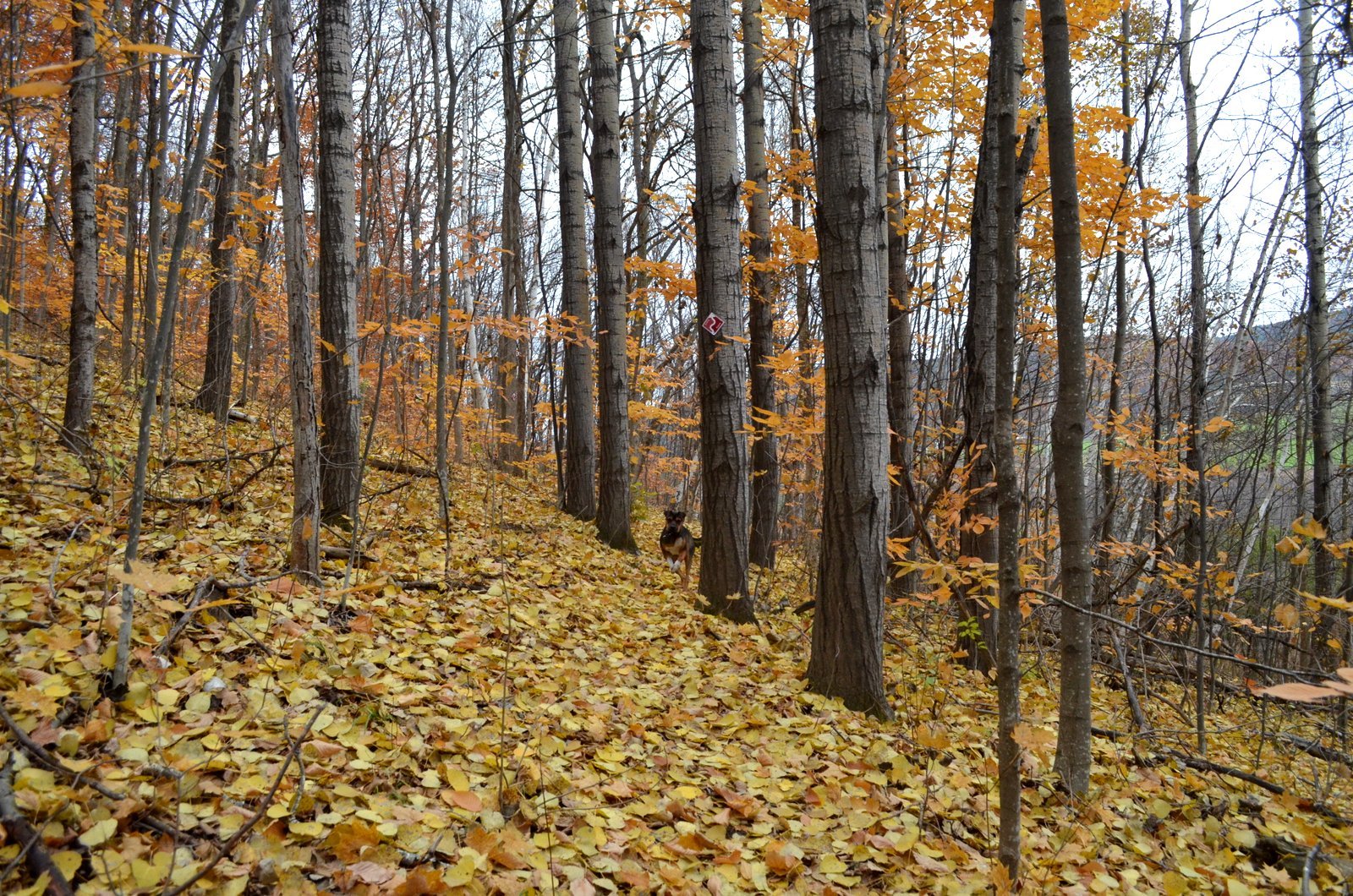 The Single Acorn Podcast | Crow's Path