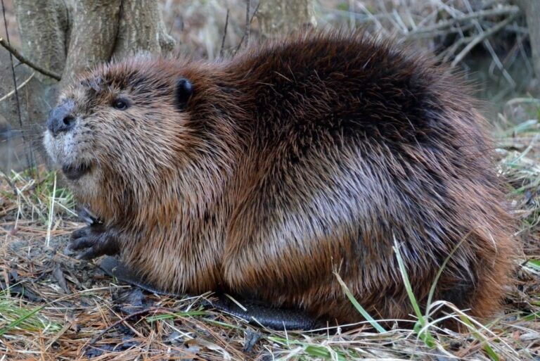 Drip Tips | Crow's Path