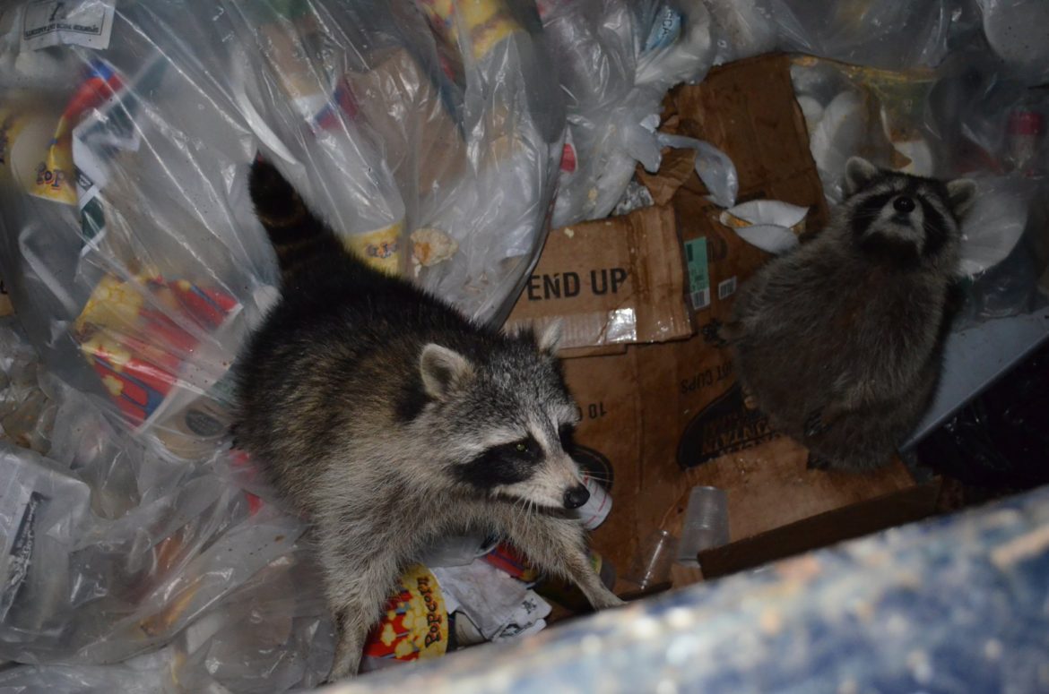 Species Profiles | Crow's Path