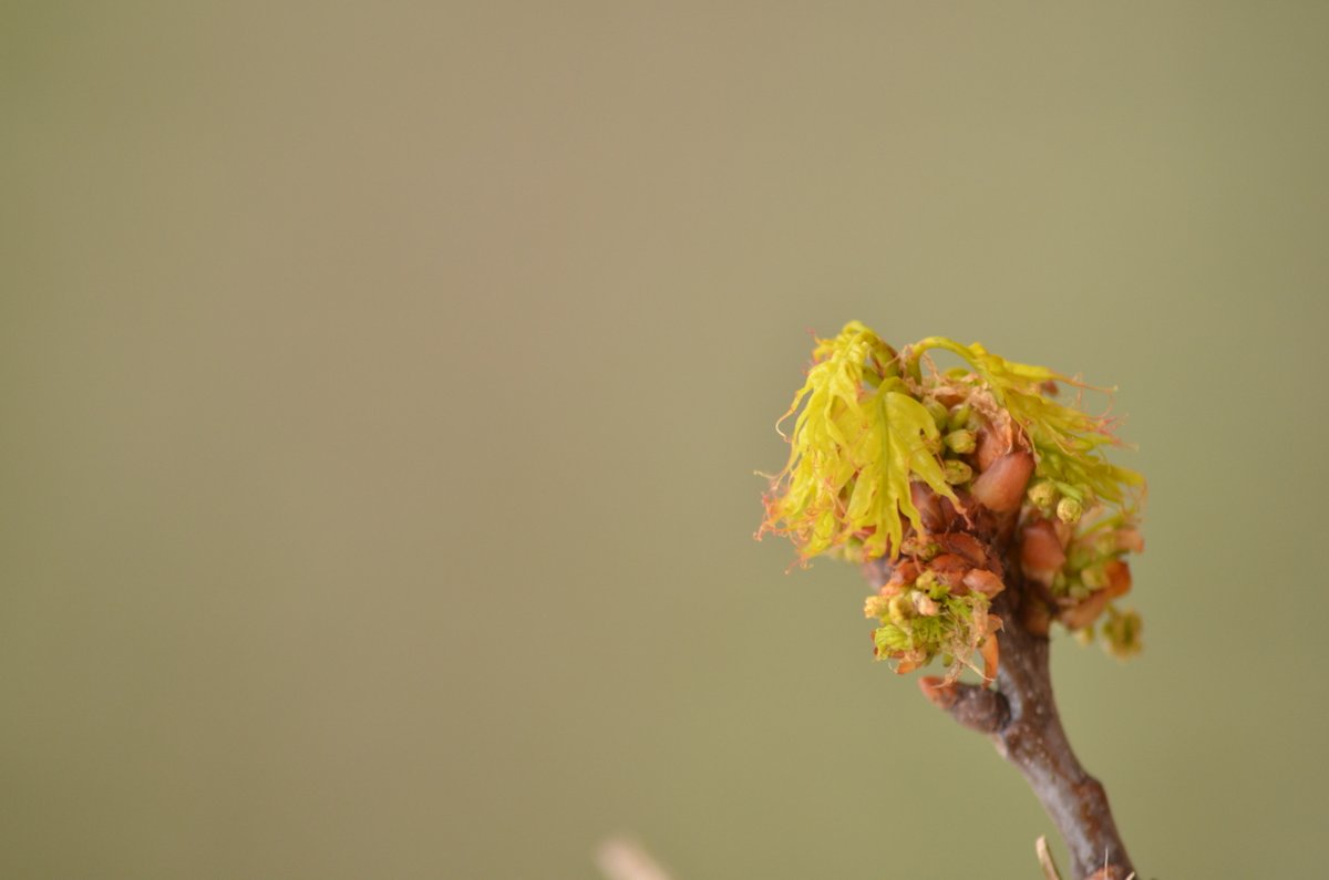 Support the Podcast | Crow's Path